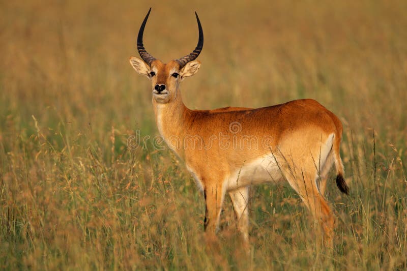 Red lechwe antelope stock photo. Image of animal, africa - 24002888