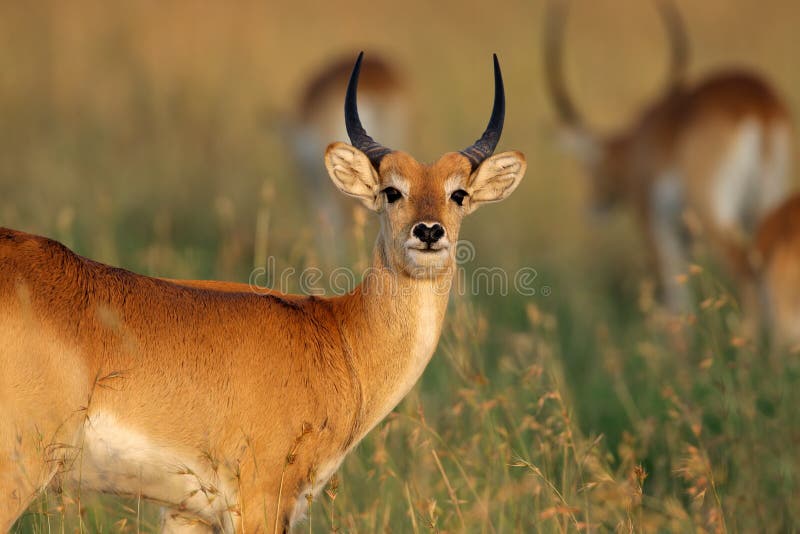 Red lechwe antelope stock photo. Image of watchful, horns - 4518282