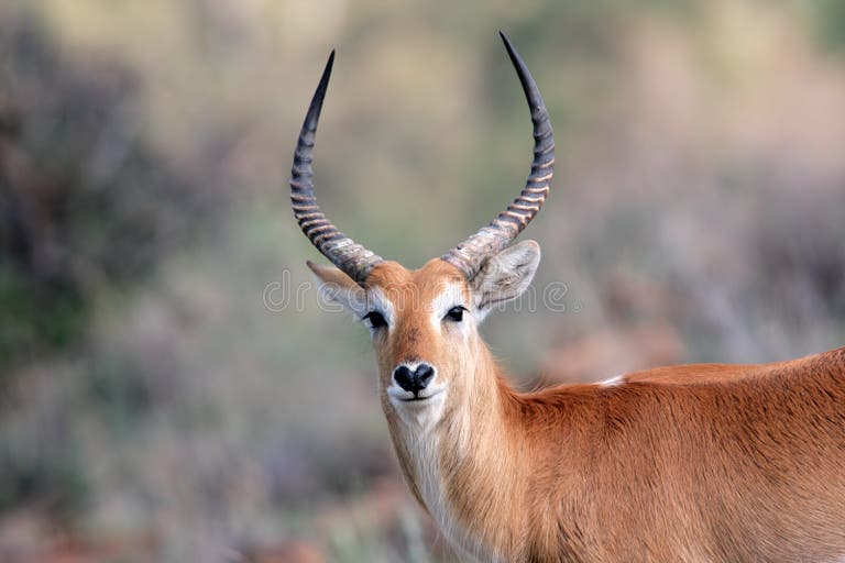 Red lechwe antelope stock photo. Image of animal, reserve - 5049394