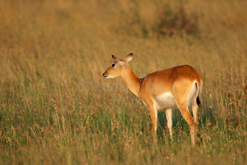 Red lechwe antelope stock image. Image of conservation - 7086759