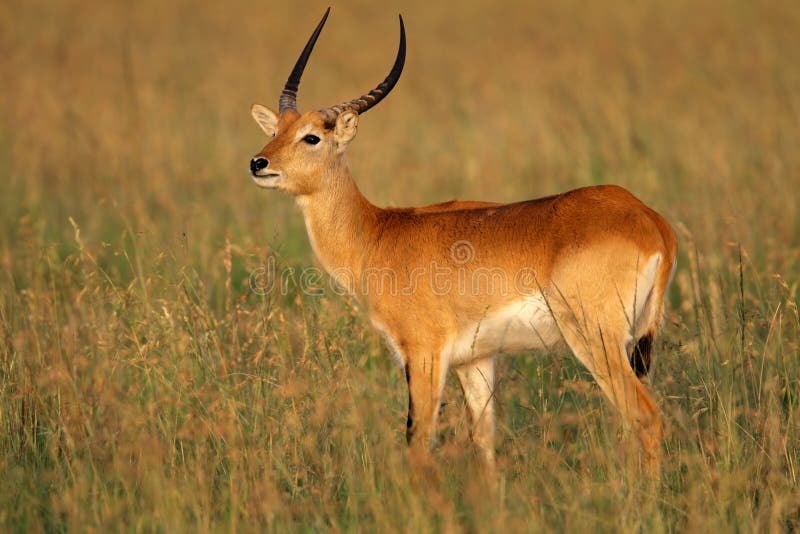 Red lechwe antelope stock image. Image of wild, conservation - 7776315