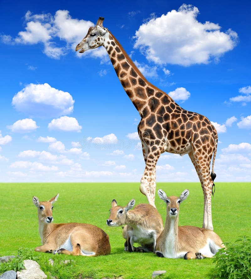Antelope giraffe stock photo. Image of green, animal - 24552208