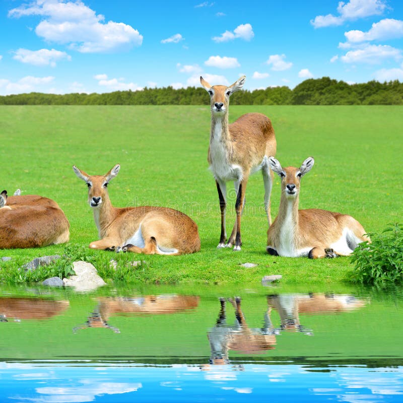 Red lechwe antelope stock photo. Image of antelope, mirror - 58877018