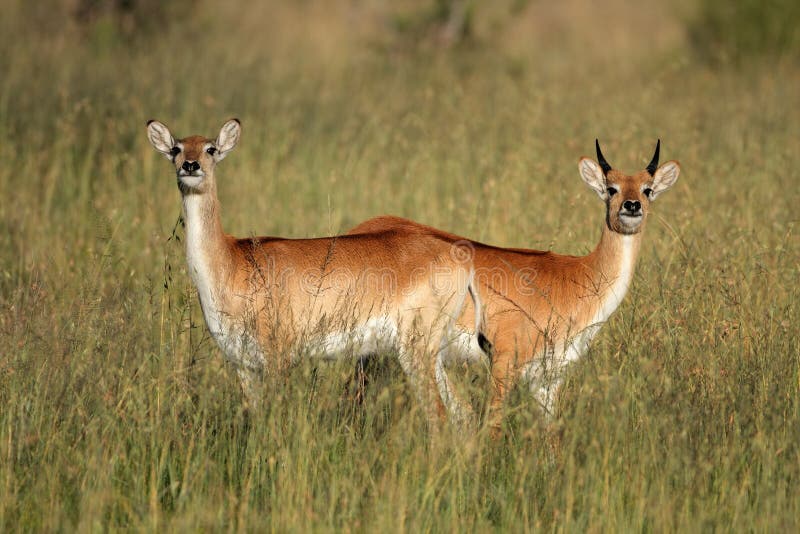 Lechwe stock photo. Image of stand, reduncinae, ruminantia - 24110722