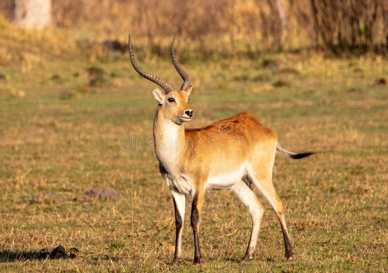 Red Lechwe Isolated in the Delta Stock Image - Image of discover ...