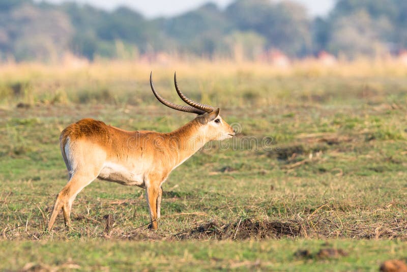 Red lechwe stock image. Image of nature, male, african - 86194123