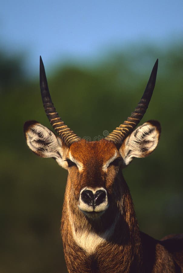 Red Lechwe Antelope - Portrait Stock Image - Image of kobus, grassland ...