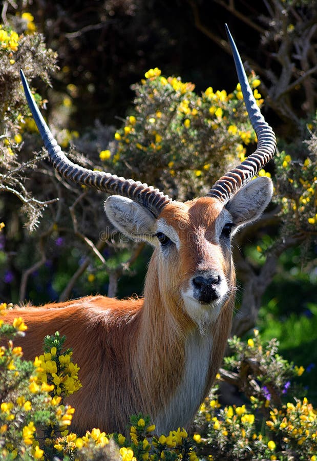 Red Lechwe stock image. Image of stag, animal, wild, mammal - 94329165