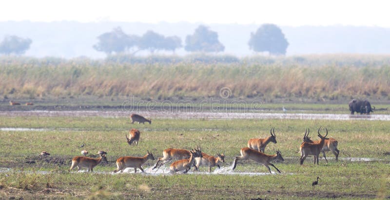 Red Lechwe Running and Playing Stock Photo - Image of lychee, kobus ...