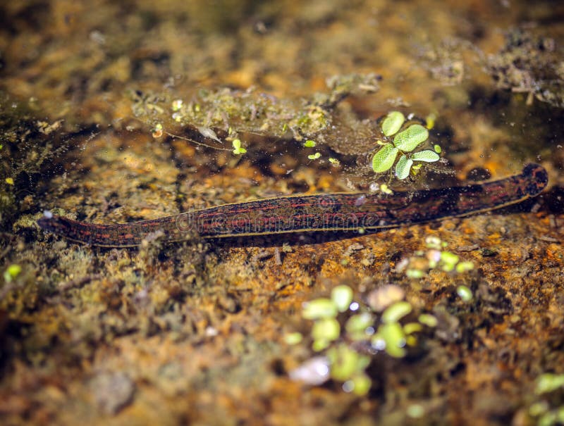 Red leech in a swamp stock photo. Image of animal, worm - 85260832