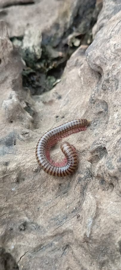 Red leg bug stock image. Image of wildlife, organism - 270109271