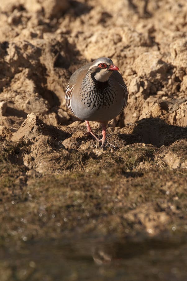 Red-legged, Alectoris Rufa, Drinking Water Stock Photo - Image of food ...