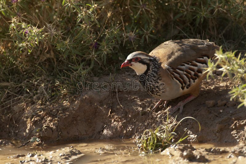 Red-legged, Alectoris Rufa, Drinking Water Stock Image - Image of ...