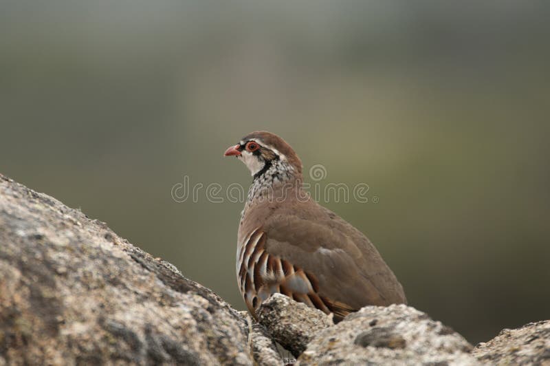 Red-legged, Alectoris Rufa, Resting Stock Photo - Image of grass ...