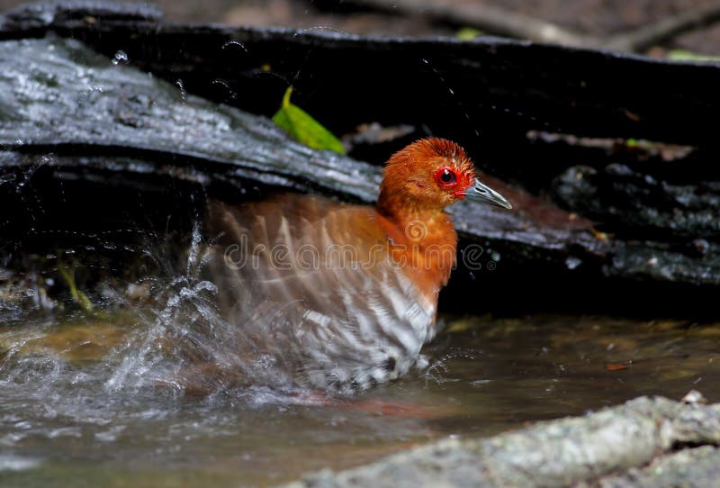 Red-legged Crake Rallina Fasciata Stock Image - Image of wing, rallina ...