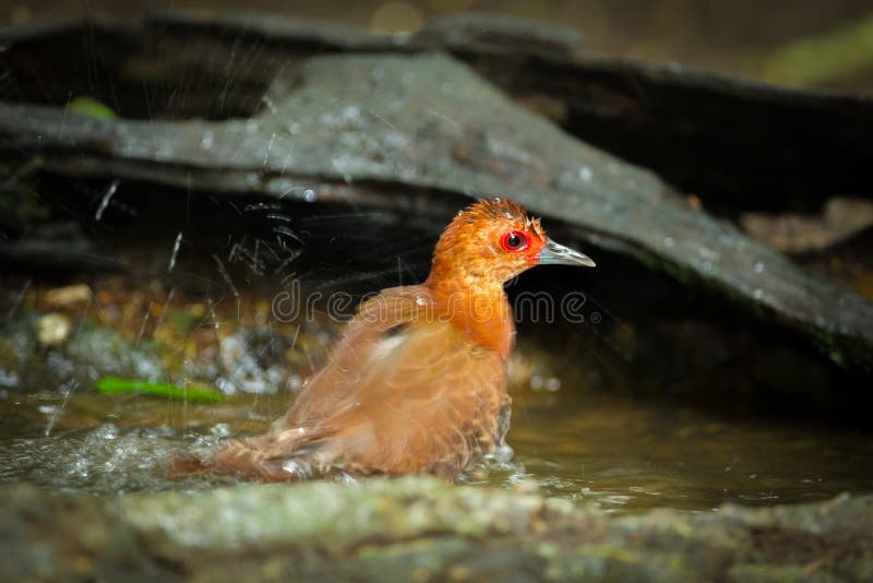 Red-Legged Crake stock image. Image of outdoors, backyard - 32714805