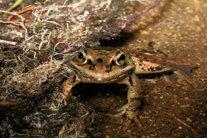 123 Red Legged Tree Frog Stock Photos - Free & Royalty-Free Stock ...