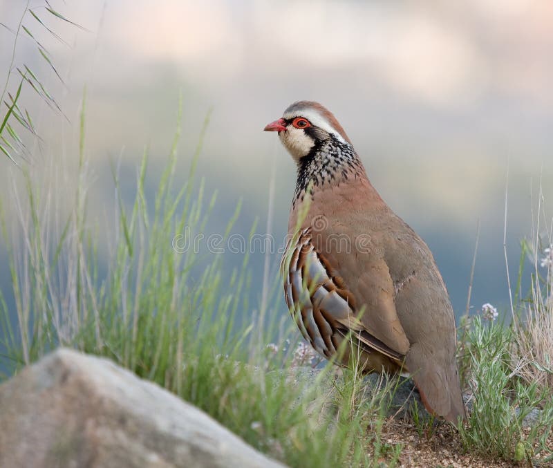Red-legged Partridge stock image. Image of alectoris - 24709081