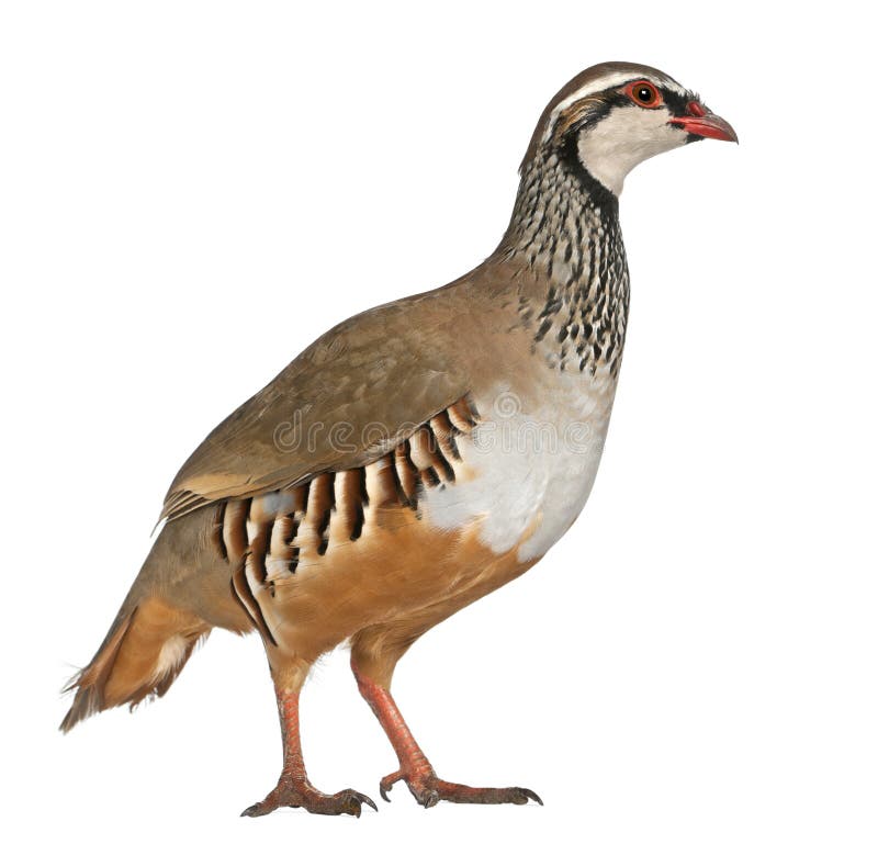4+ French partridge Free Stock Photos - StockFreeImages