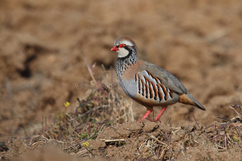 Red-legged partridge stock photo. Image of grey, nature - 86765958
