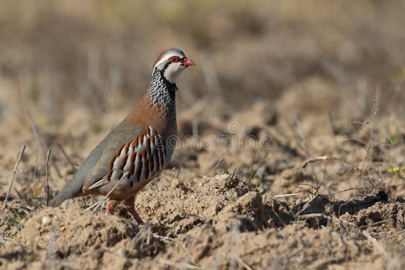 780 Female Partridge Stock Photos - Free & Royalty-Free Stock Photos ...