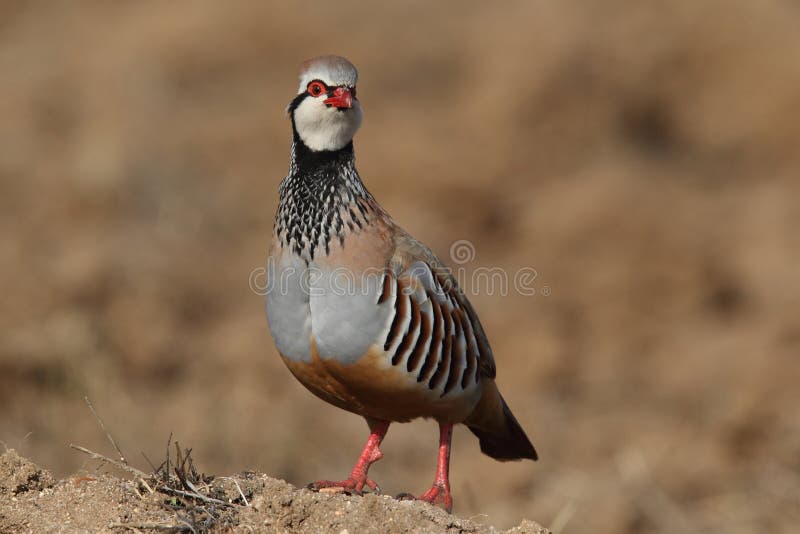 Red-legged partridge stock photo. Image of male, nest - 86766216