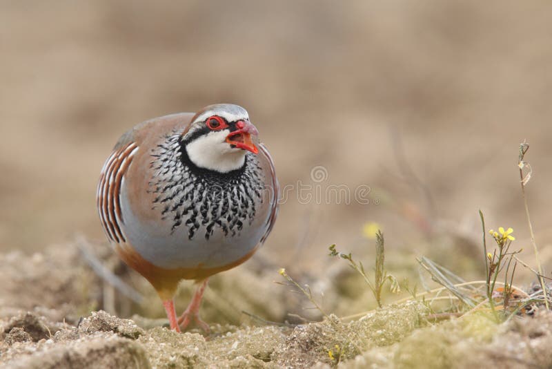 843 Red Legged Partridge Stock Photos - Free & Royalty-Free Stock ...