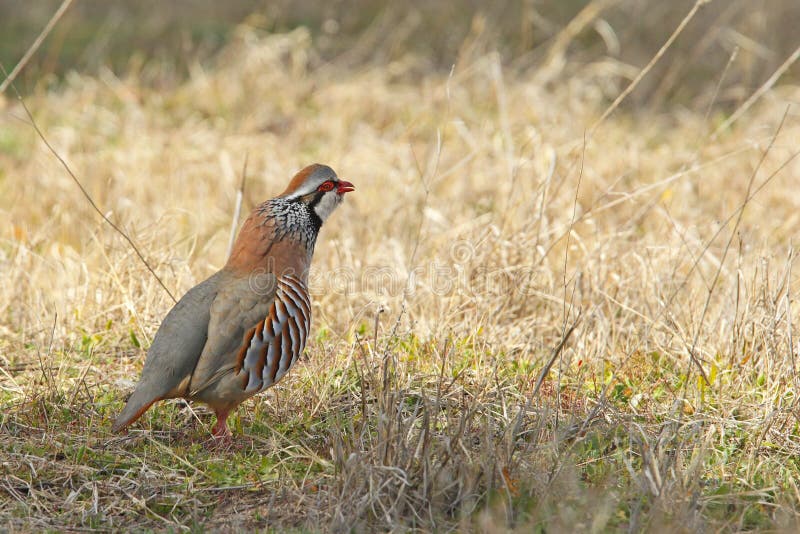 780 Female Partridge Stock Photos - Free & Royalty-Free Stock Photos ...