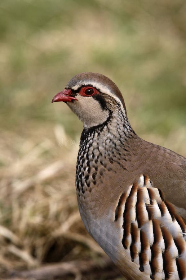 Red-legged Partridge, Alectoris Rufa Stock Photo - Image of farmland ...