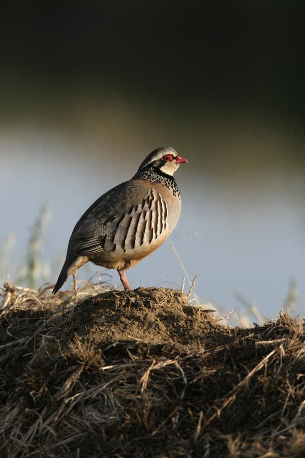 Red-legged Partridge, Alectoris Rufa Stock Photo - Image of legged ...