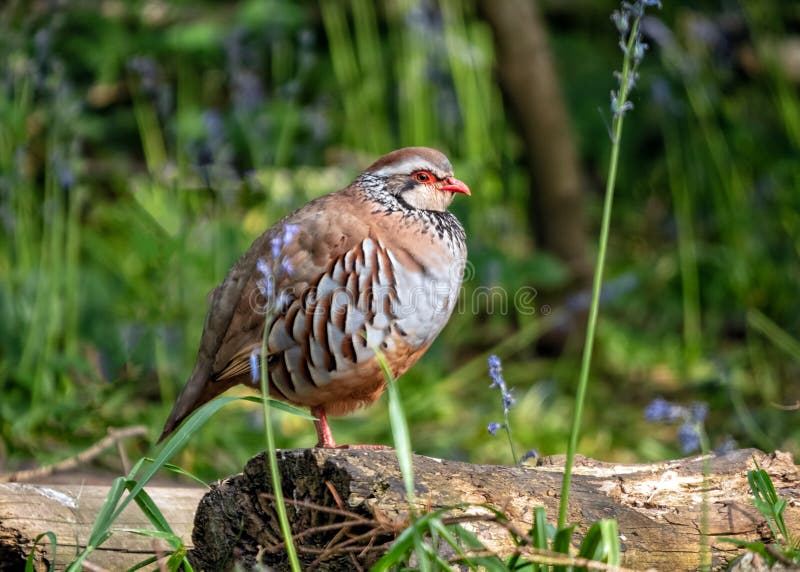 Red-legged Partridge - Alectoris Rufa at Rest, Warwickshire Stock Image ...