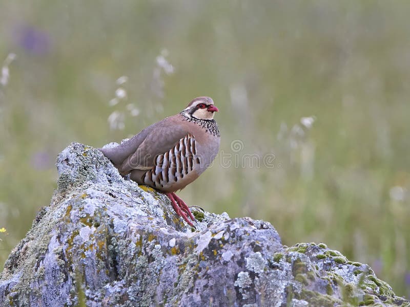 Red-legged Partridge Alectoris Rufa Stock Image - Image of rock ...