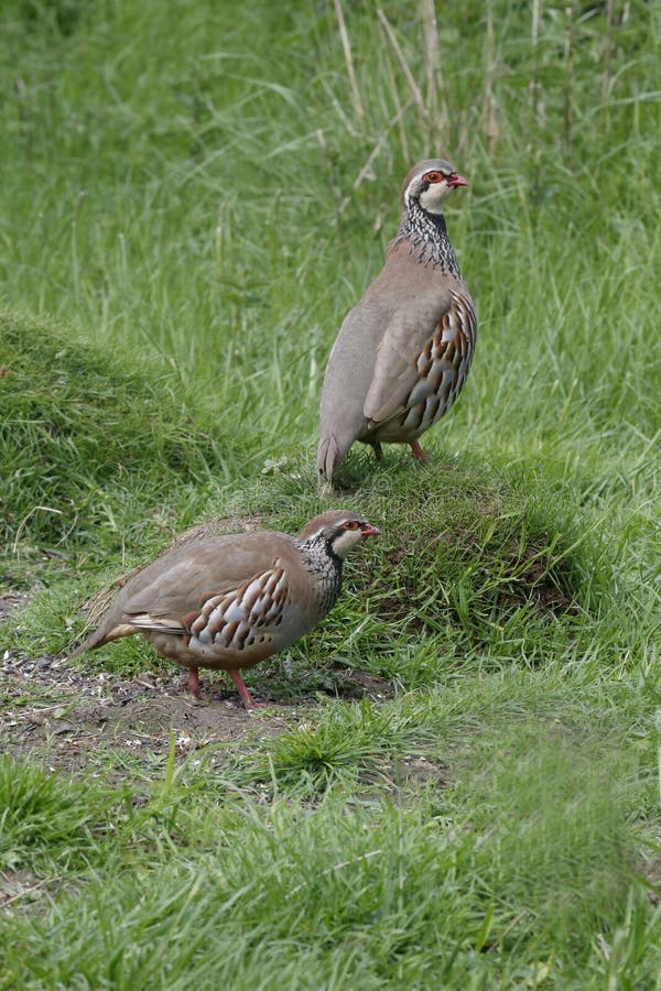 Red-legged Partridge, Alectoris Rufa Stock Photo - Image of nature ...