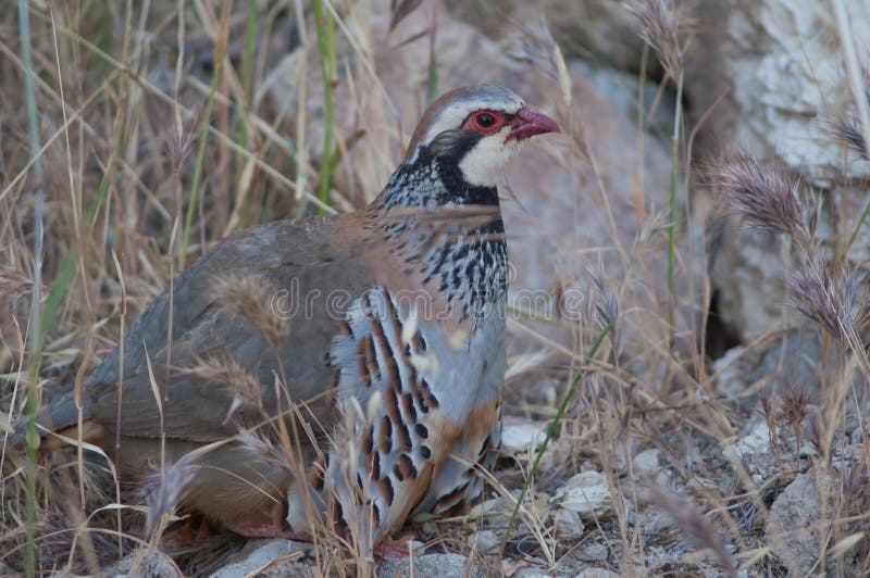 Red-legged Partridge Alectoris Rufa with Their Chicks Hidden Under the ...