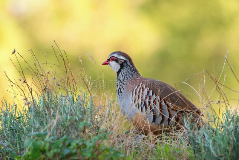 The Red Legged Partridge Also Known As French Partridge Alectoris Rufa ...