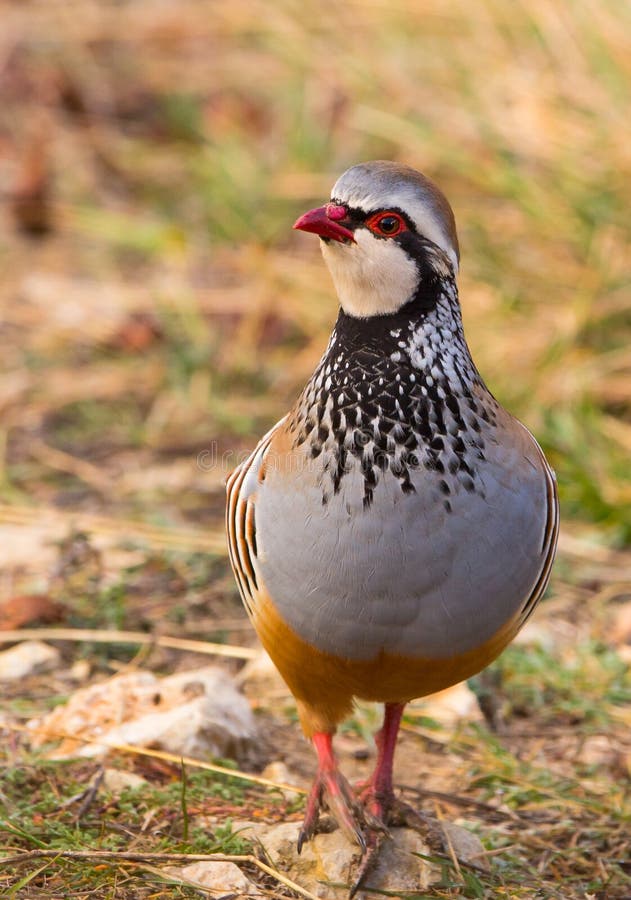 Red-legged Partridge stock image. Image of alectoris - 24709081