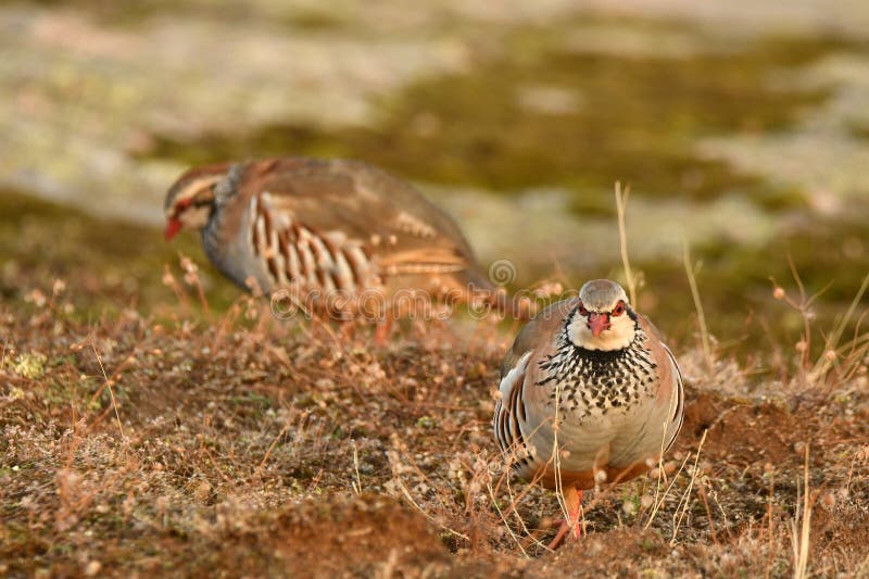 Red-legged Partridge in the Field Stock Image - Image of beak, plant ...