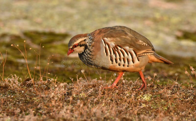 Red-legged Partridge in the Field Stock Image - Image of flower ...