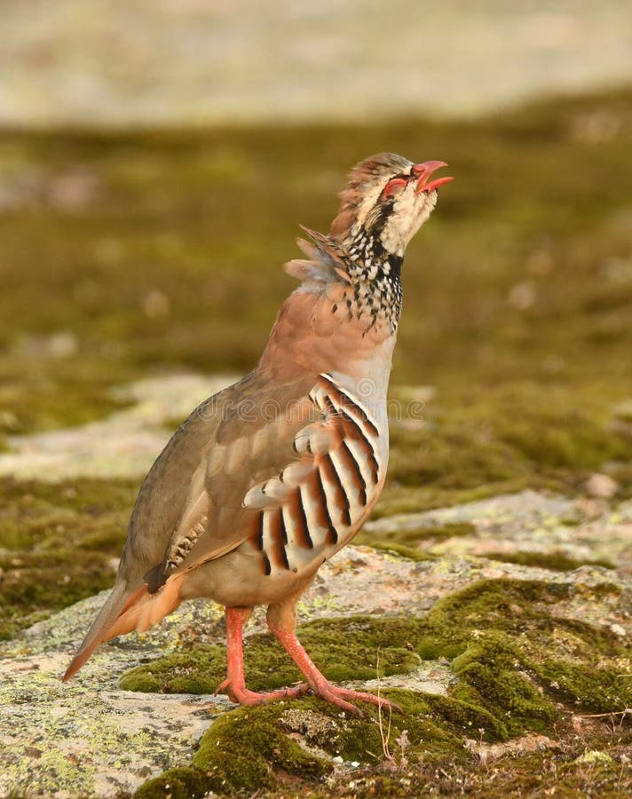 Red-legged Partridge in the Field Stock Image - Image of insect ...