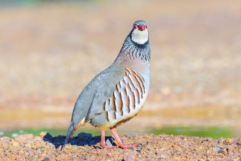 Red-legged Partridge among Stones Stock Image - Image of nature, bird ...