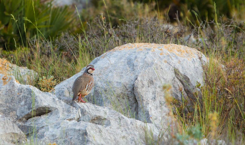 Red-legged Partridge Walking on Rocks Stock Photo - Image of ...