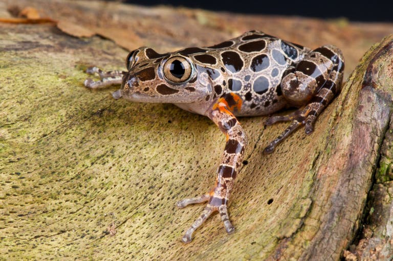 Red-legged running frog stock image. Image of nocturnal - 16968393