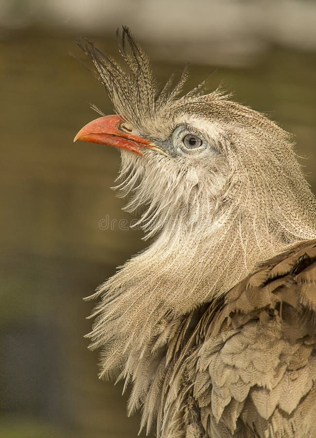 Red-legged sereima stock image. Image of animal, pretty - 40806803