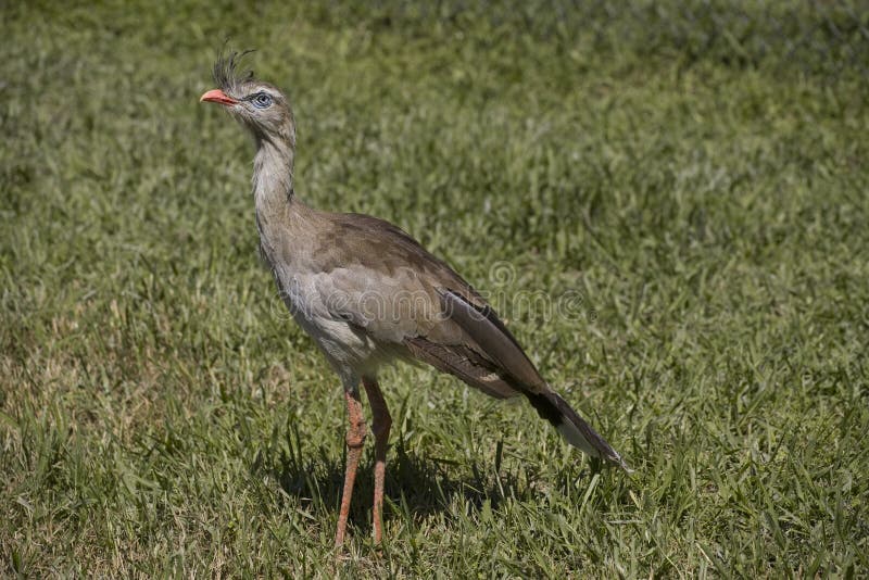 Red-legged Seriema stock image. Image of wings, south - 16155623