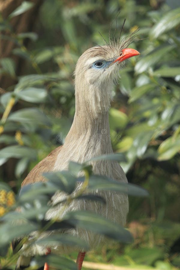 Red-legged seriema stock photo. Image of seriema, crested - 15482358