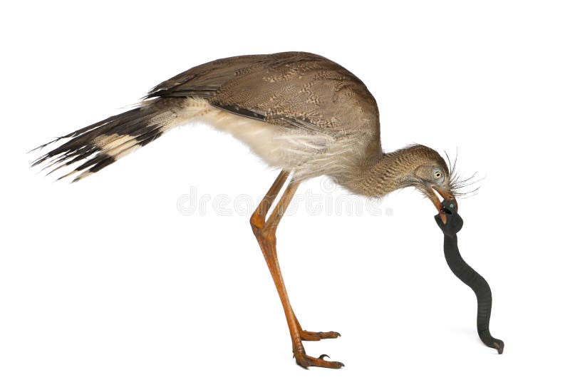 Red-Legged Seriema stock image. Image of bird, wildlife - 15601459