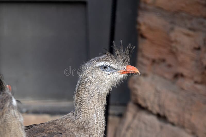 Red-Legged Seriema at Amsterdam the Netherlands 2-11-2022 Stock Photo ...