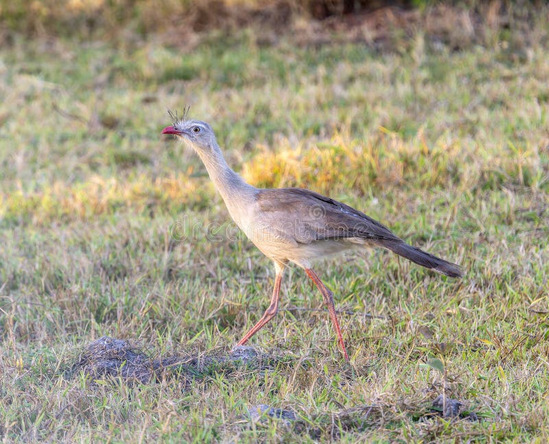 Red-legged Seriema (Cariama Cristata) in Brazil Stock Photo - Image of ...