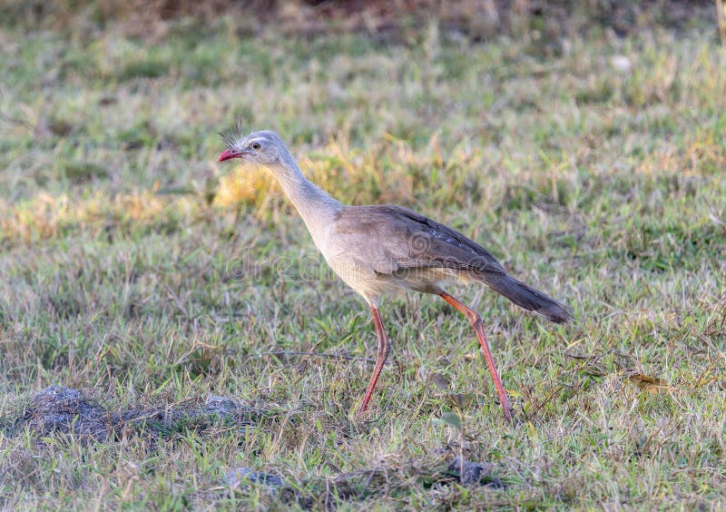 Red-legged Seriema (Cariama Cristata) in Brazil Stock Image - Image of ...