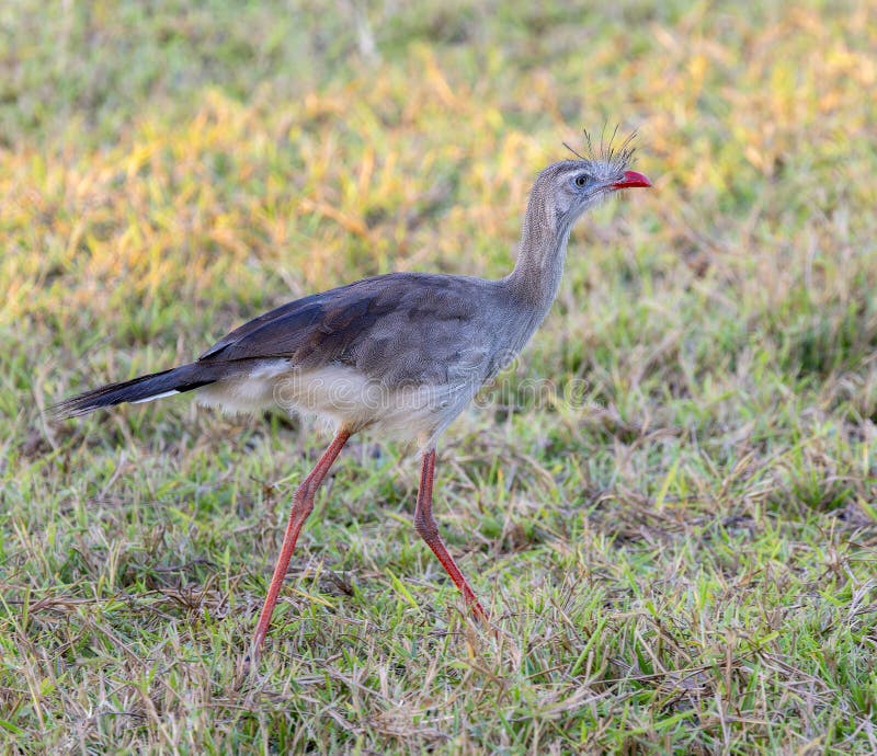 Red-legged Seriema (Cariama Cristata) in Brazil Stock Image - Image of ...